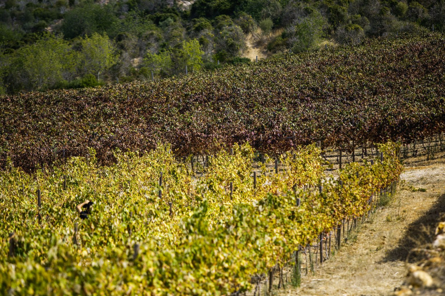 Arvad Homepage - Arvad