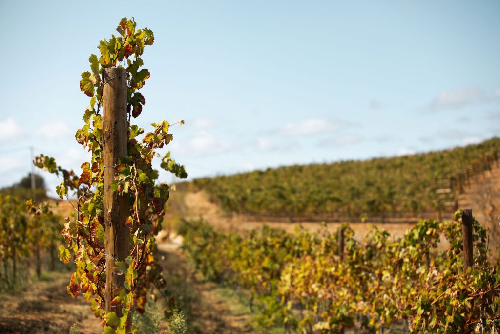 Arvad Homepage - Arvad