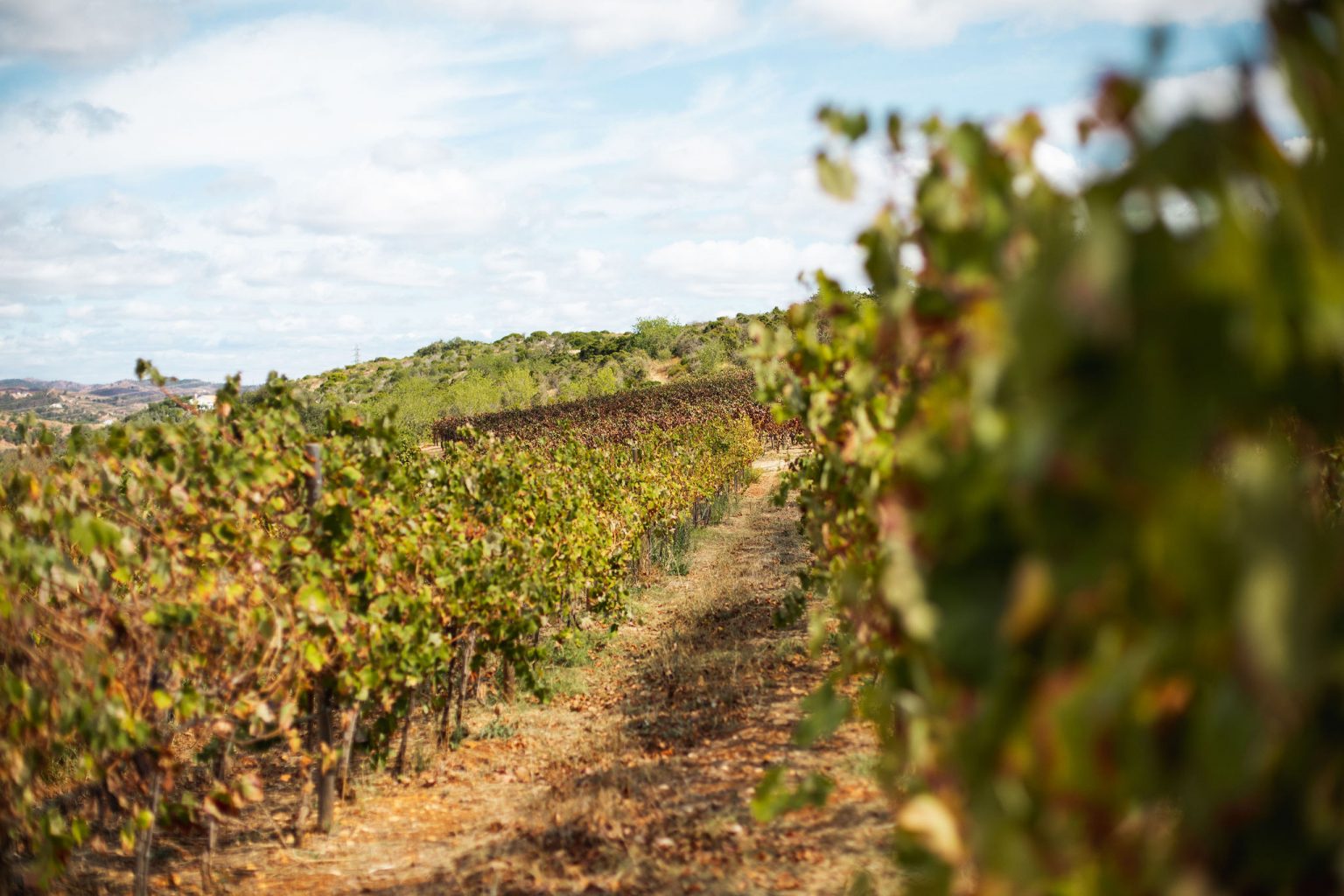 Arvad Homepage - Arvad