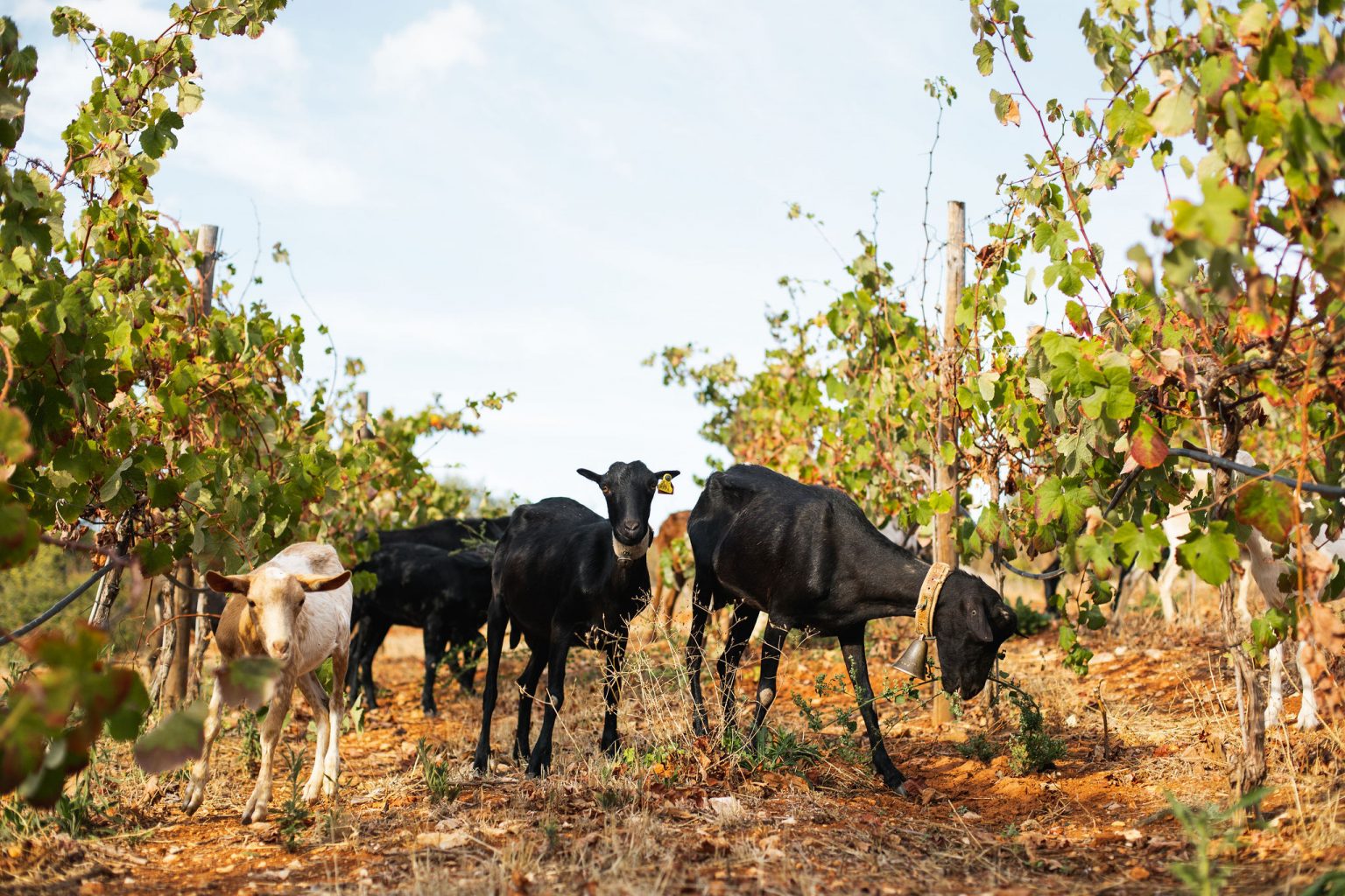 Arvad Homepage - Arvad