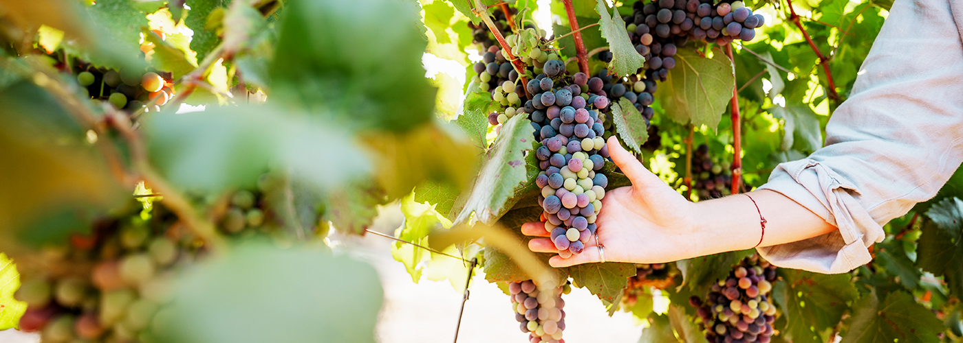 Arvad Homepage - Arvad